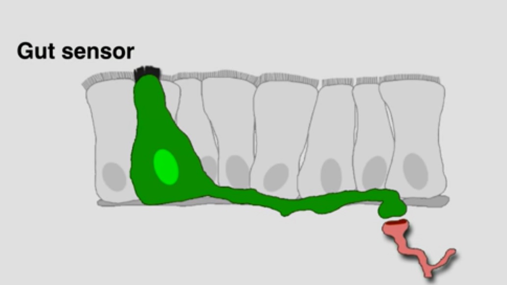 Tummy Talk: Dr. Diego Bohorquez and The Neuroscience of The Gut | CALS ...