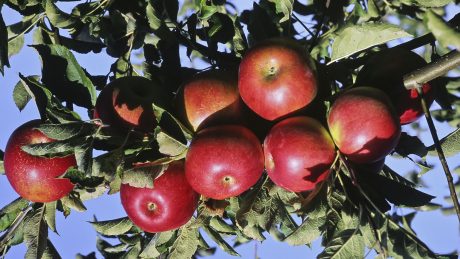 Your Guide to North Carolina Apples | College of Agriculture and Life ...