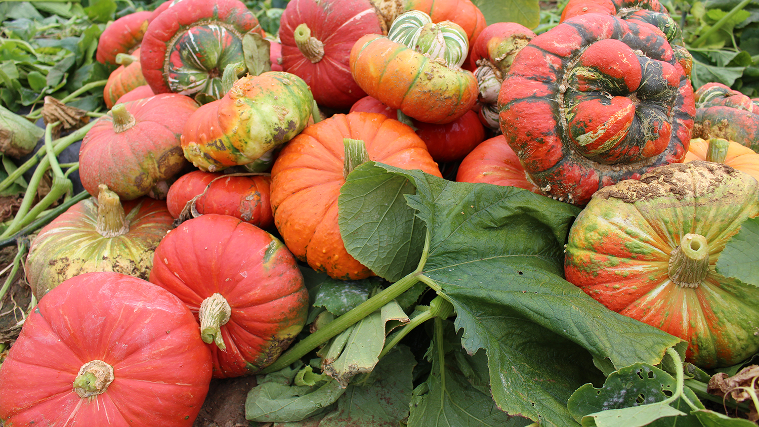 Extension Agent Cultivates a Sweet Spot for Pumpkins | College of ...