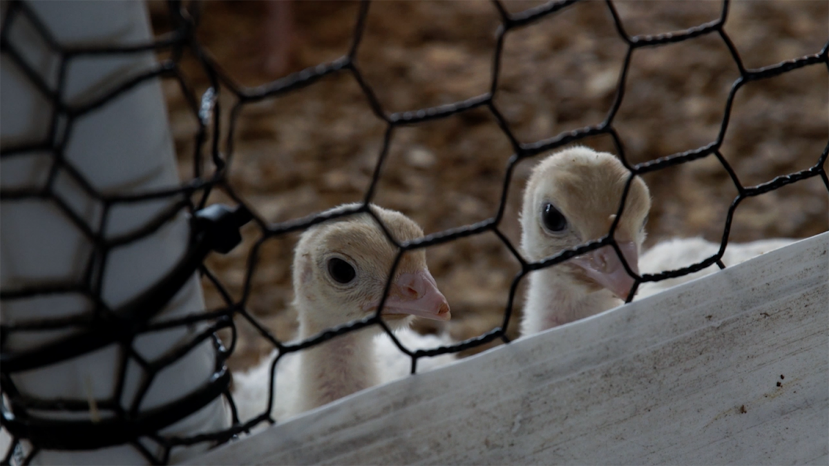One Turkey At A Time - College of Agriculture and Life Sciences