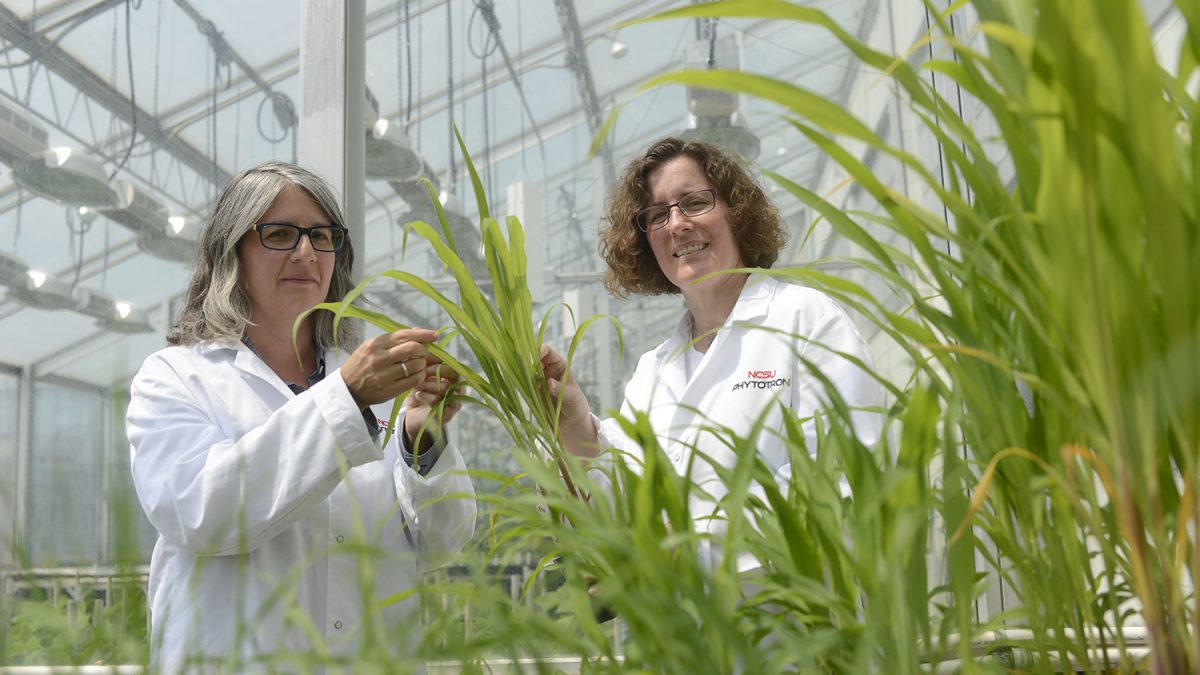 A Perfect Partnership: New CALS Scientists Anna Whitfield and Dorith ...