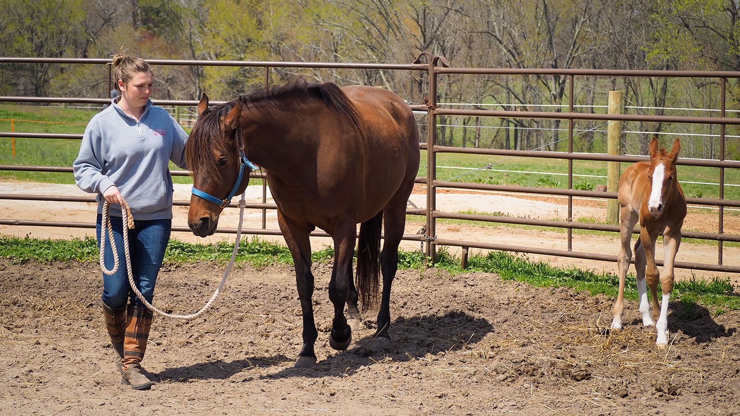 Sleepover At The Equine Unit: Foal Watch 2018 - College of Agriculture ...
