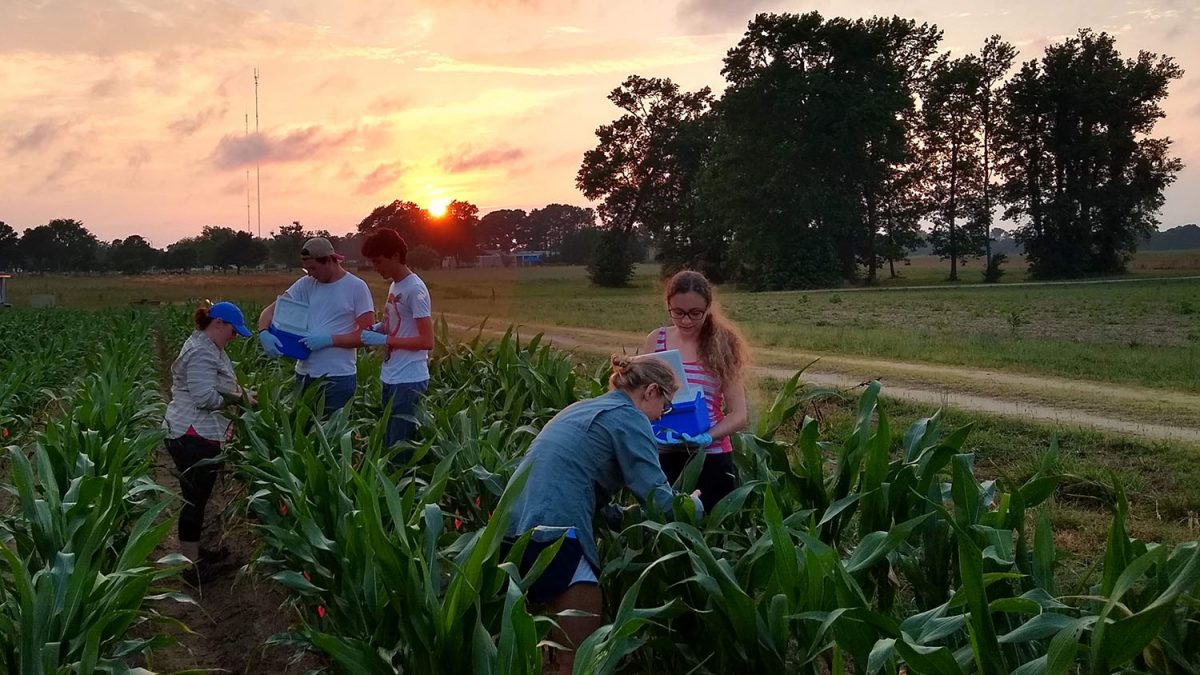 Central Crops Research Station - College of Agriculture and Life Sciences