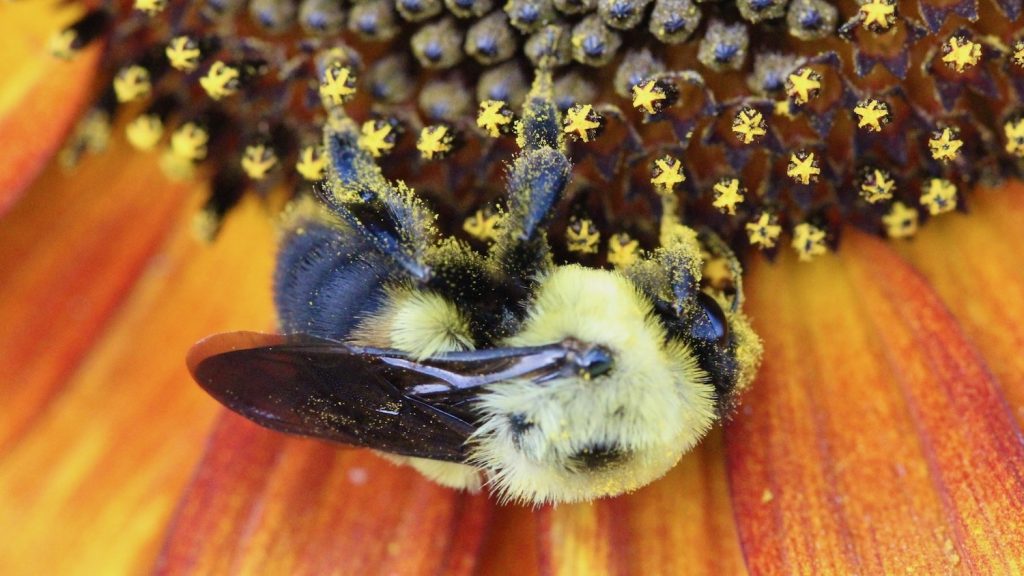 Bees Can Limit Low-Level Parasite Spread Within Colonies | College of ...