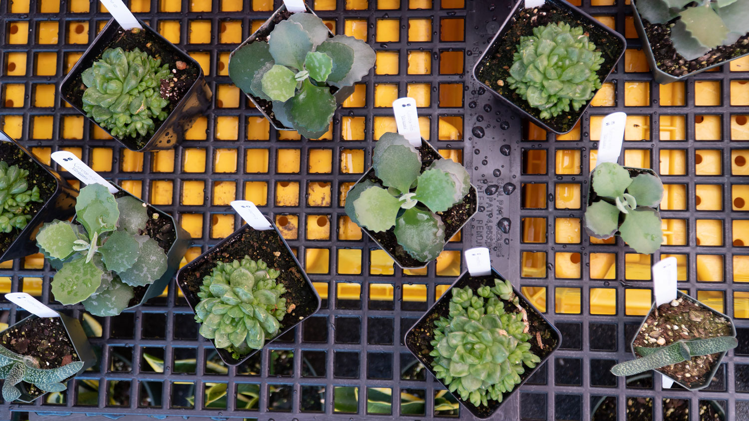 Pi Alpha Xi Finds Success with Online Plant Sale | College of ...