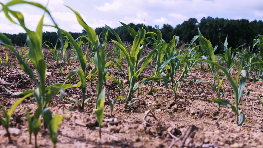 NC State and BASF: Dedicated to a Sustainable Future | College of ...