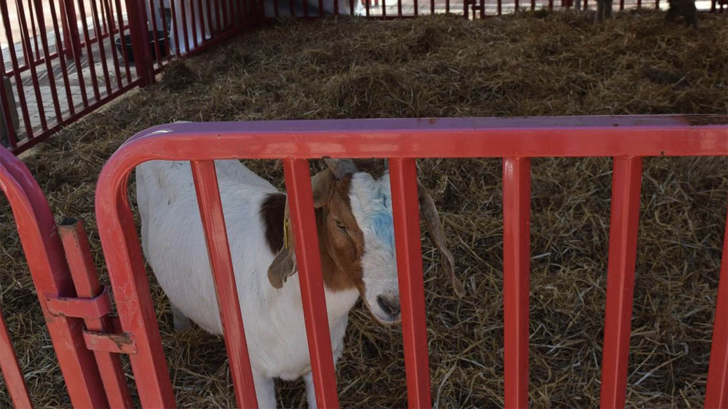 Get Ready for Ag Awareness Week | College of Agriculture and Life Sciences