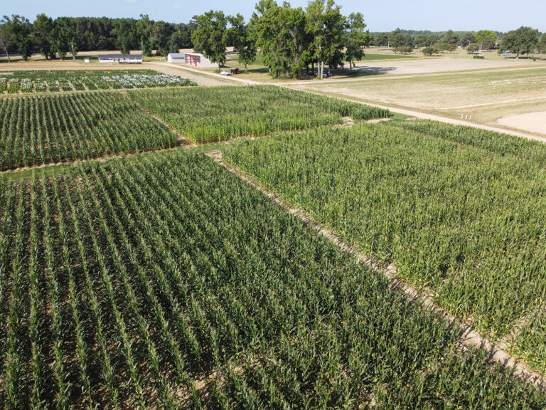 Optimizing Corn Production for Greater Efficiency | College of ...