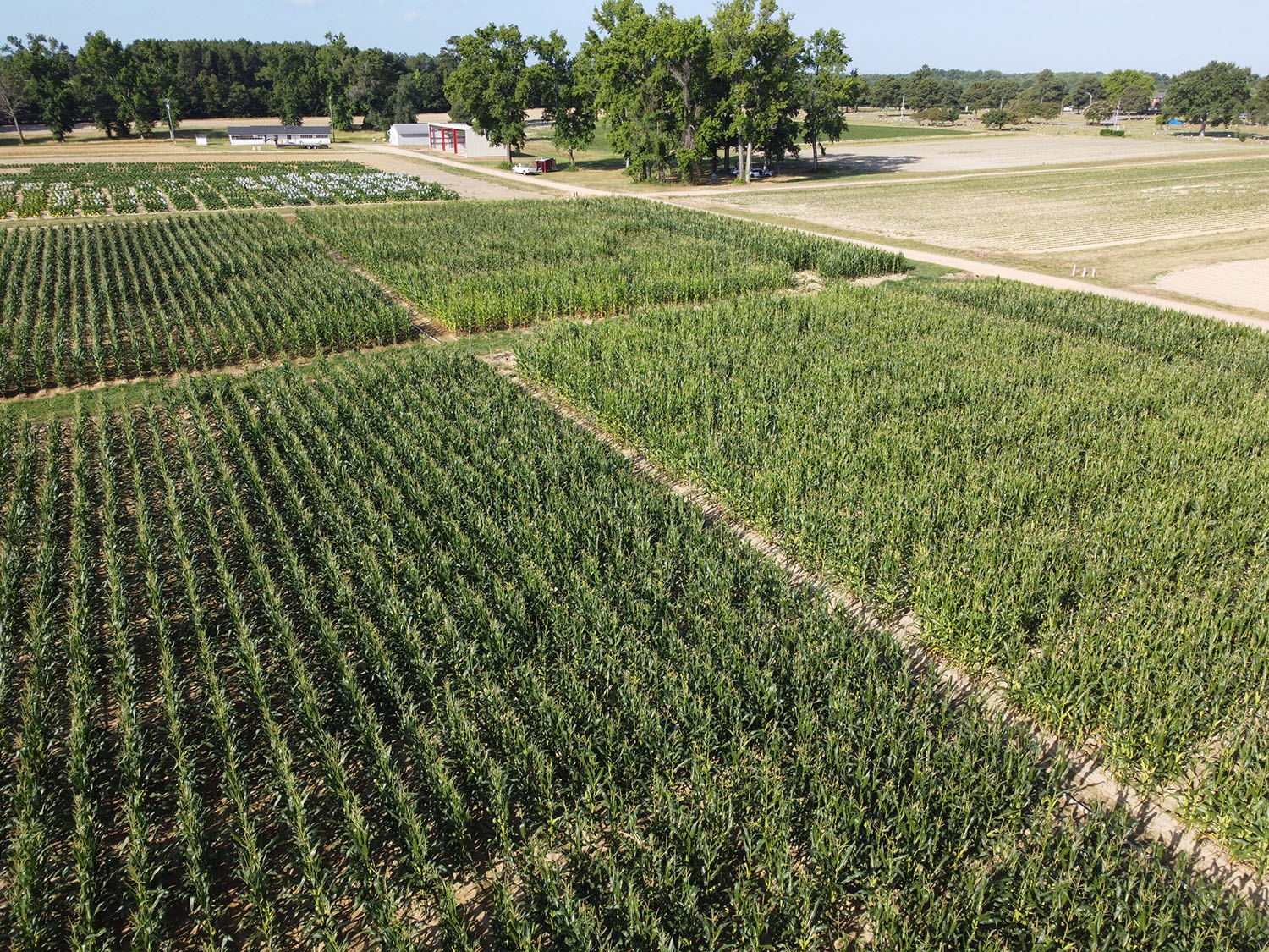 Optimizing Corn Production for Greater Efficiency | College of Agriculture and Life Sciences